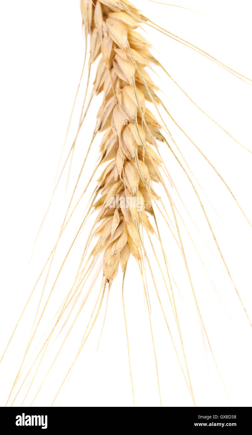 Ear of wheat Stock Photo - Alamy