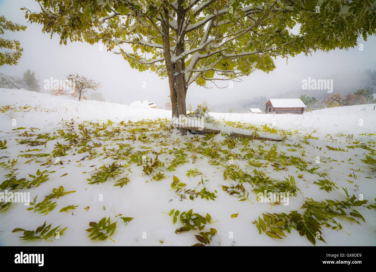 First snow in the forest Stock Photo - Alamy