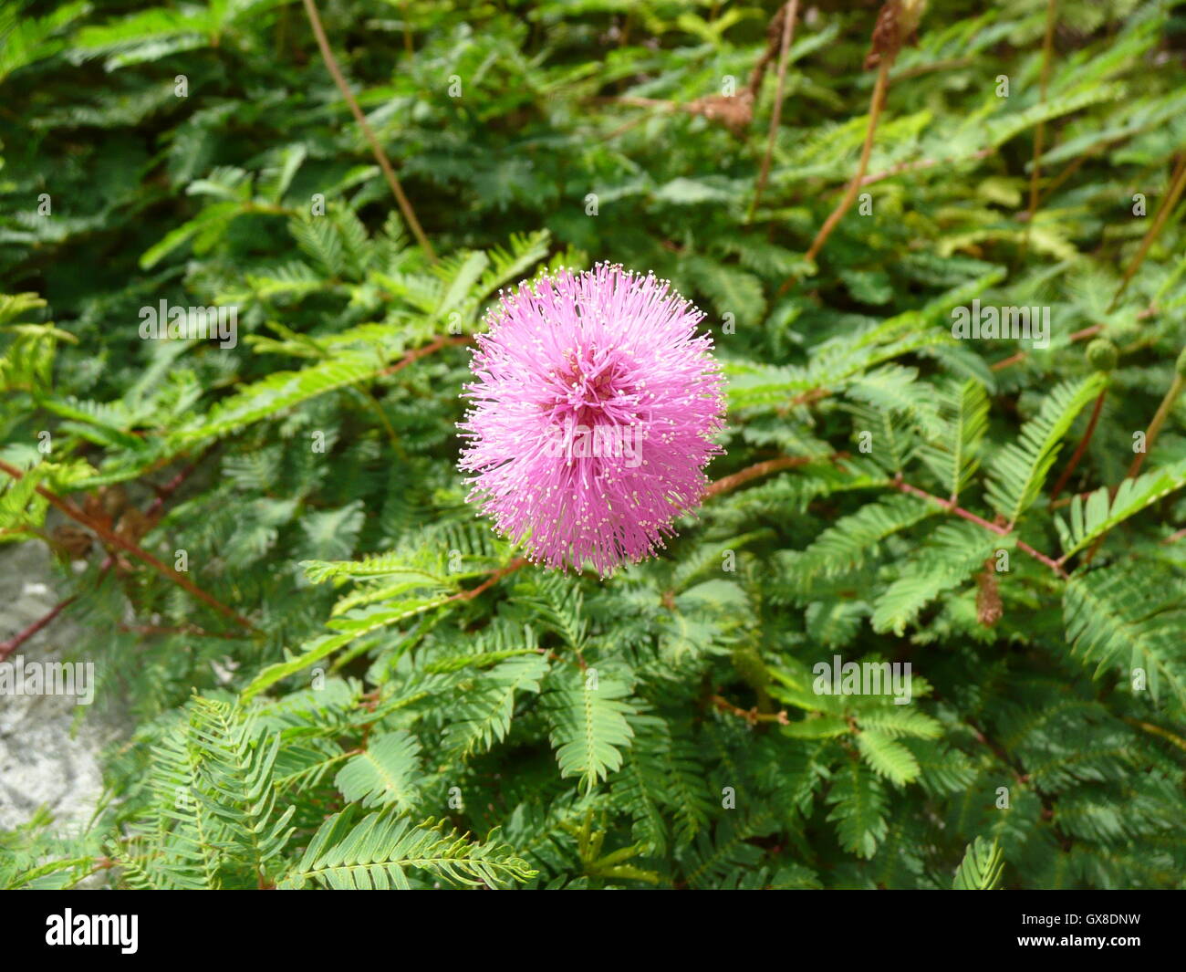 Mimosa weed hi-res stock photography and images - Alamy