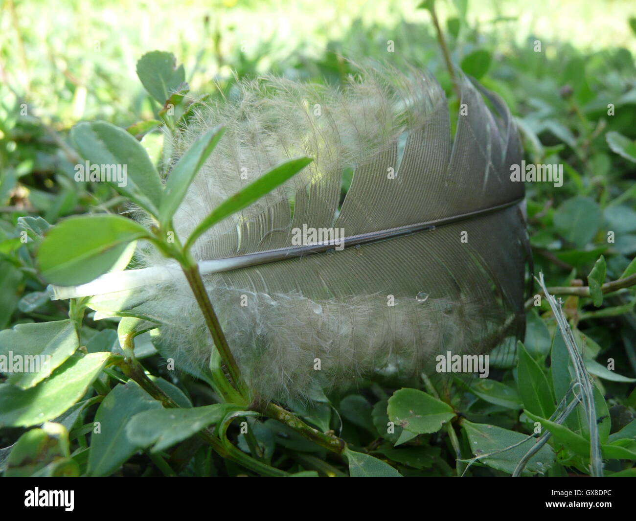 Duck Feather High Resolution Stock Photography and Images - Alamy