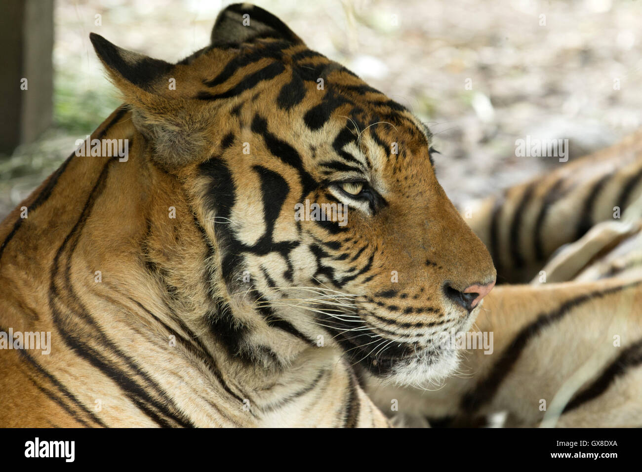 Beautiful tiger face hi-res stock photography and images - Alamy