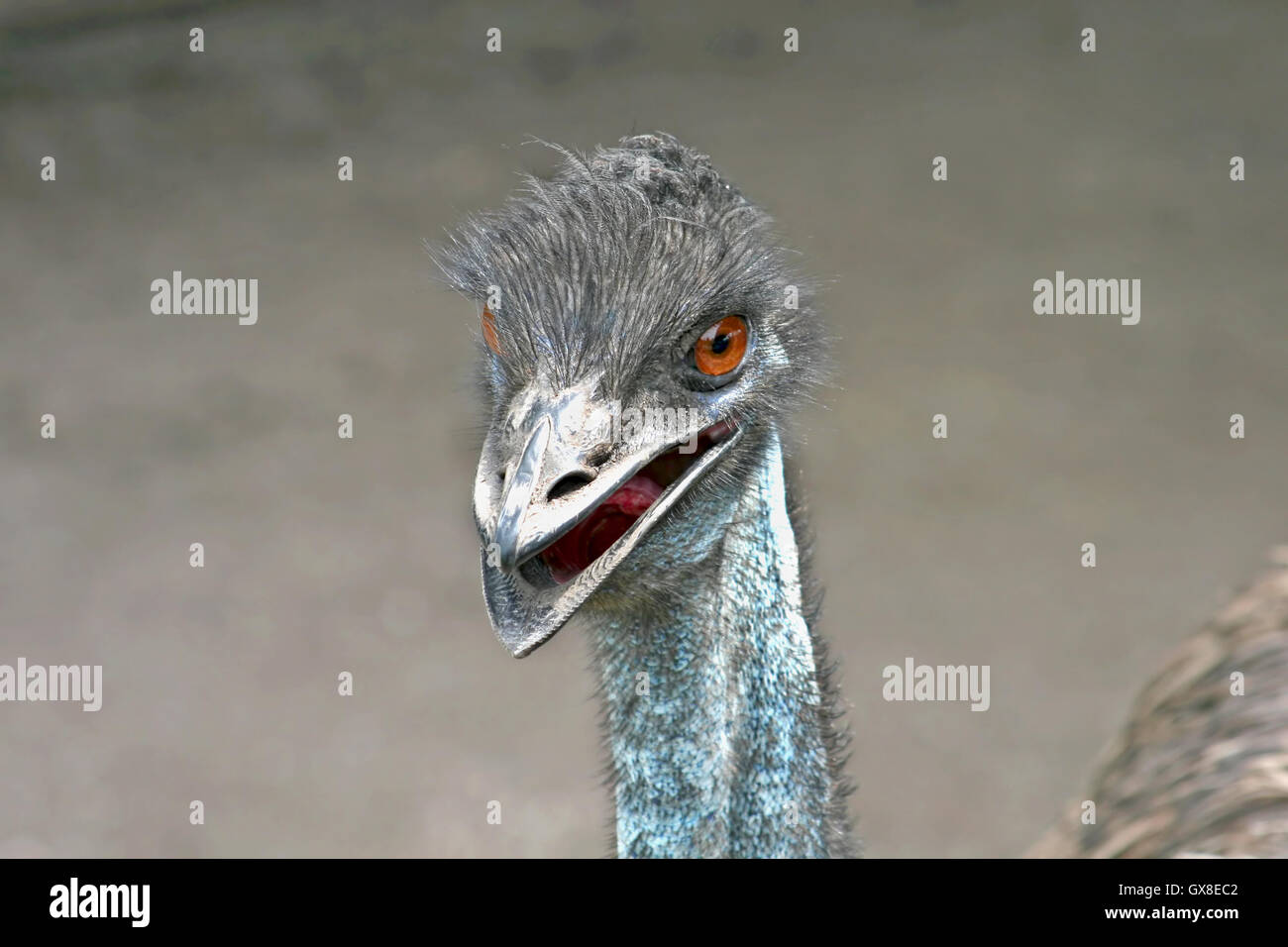 The head and neck of an emu Stock Photo - Alamy