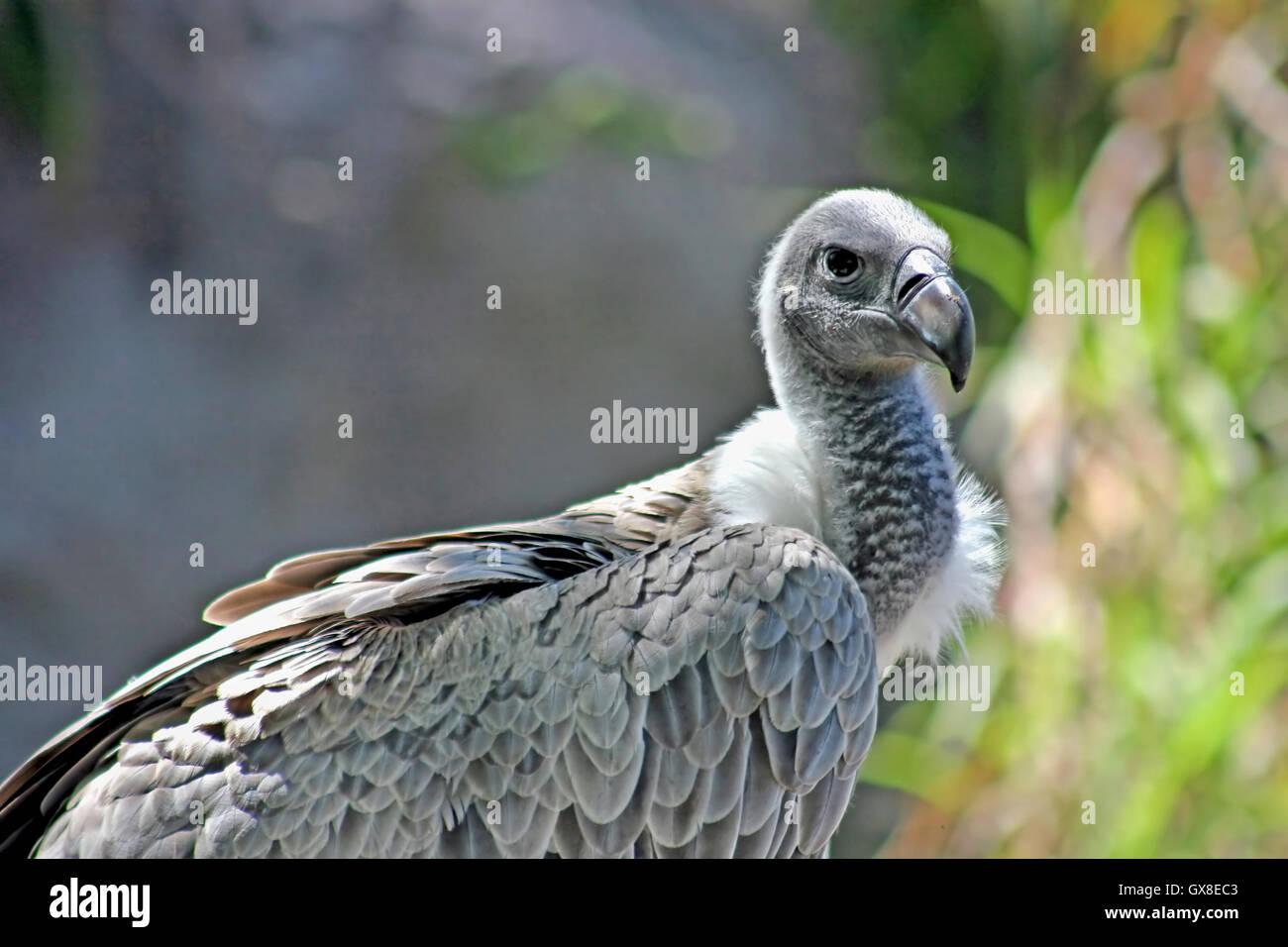 A white-backed vulture, Gyps africanus, showing head and body Stock ...