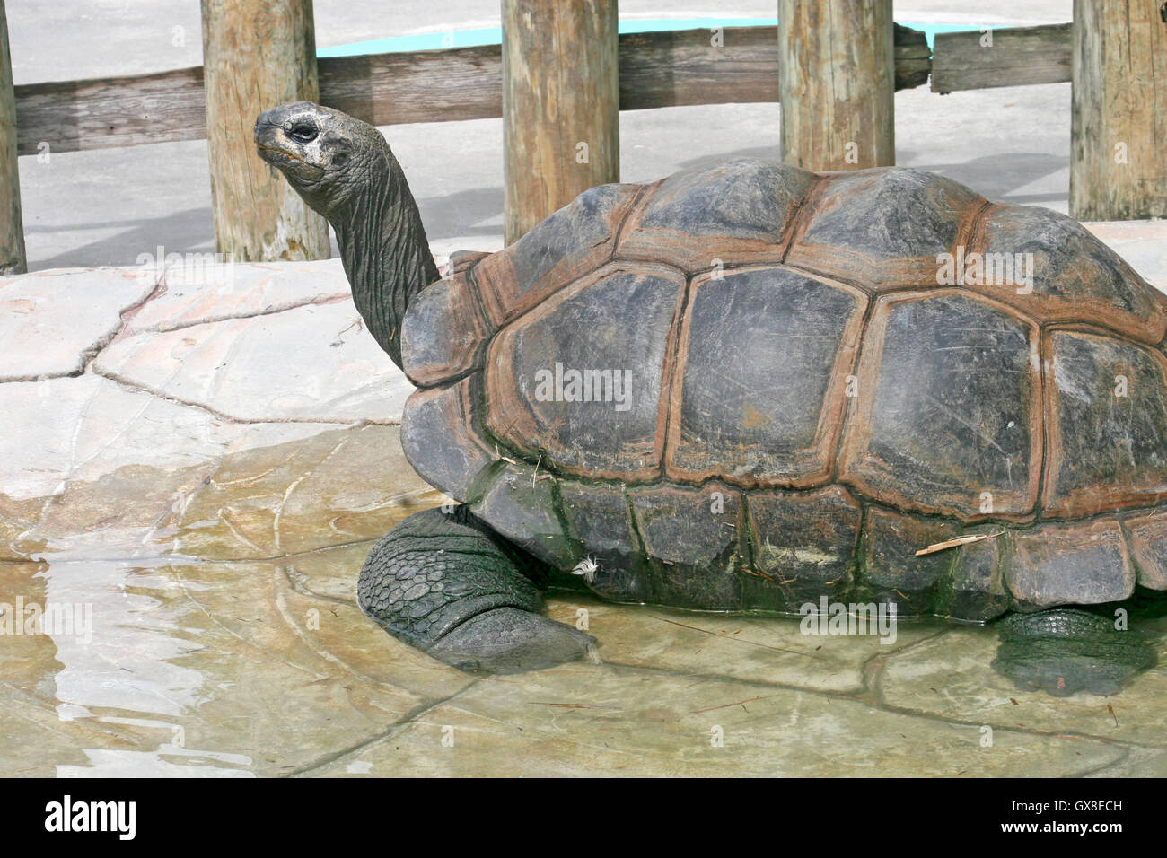 A large tortoise sitting on tile with water Stock Photo - Alamy