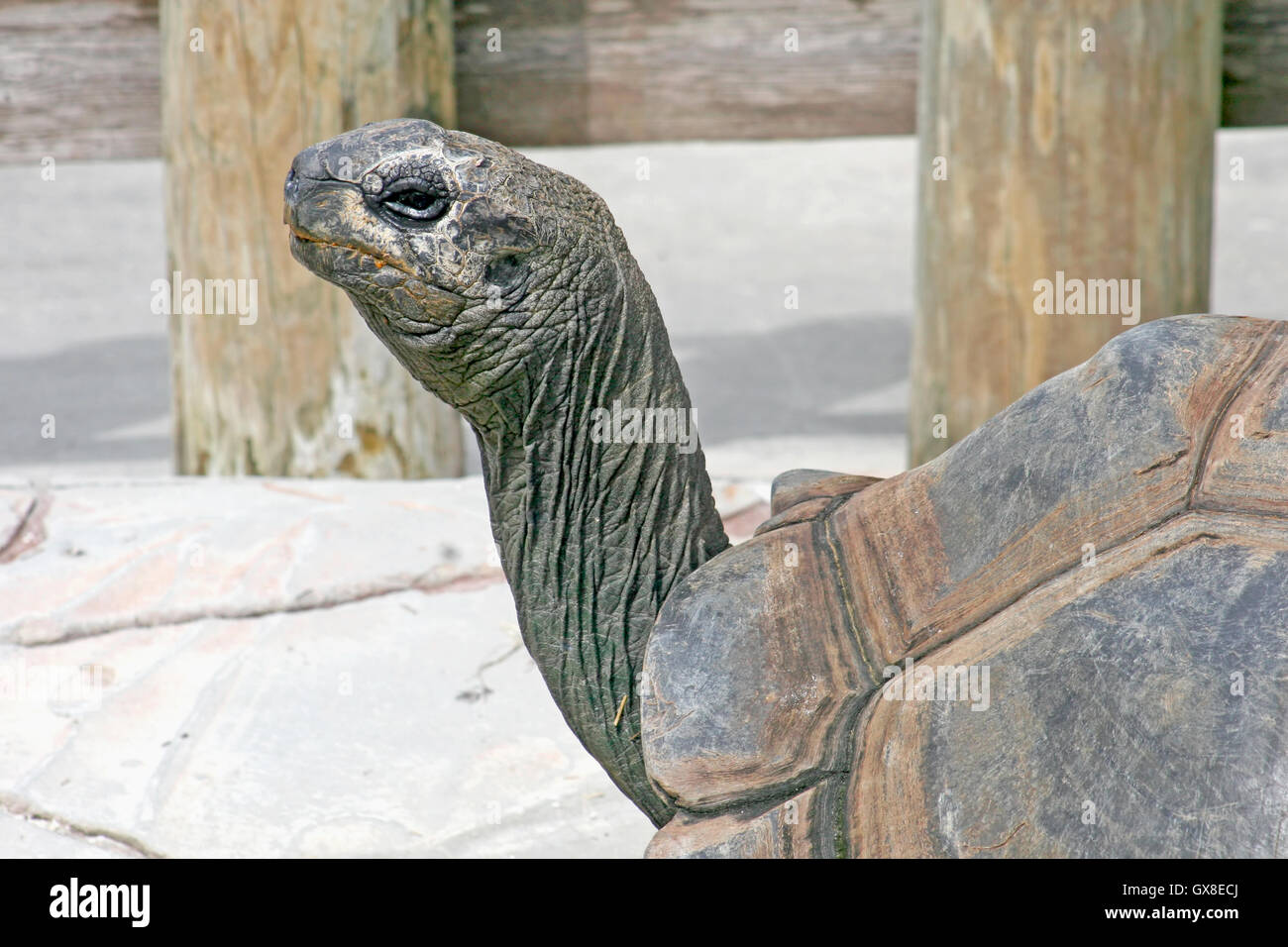 The head and shell of a tortoise Stock Photo - Alamy