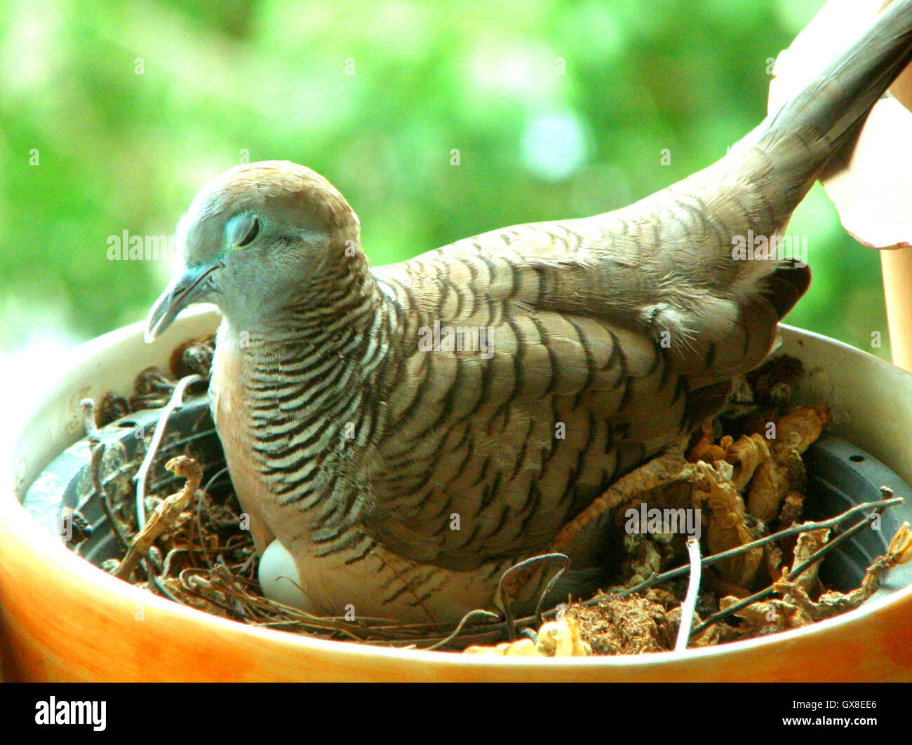 Happy Zebra Dove with her Egg Stock Photo - Alamy