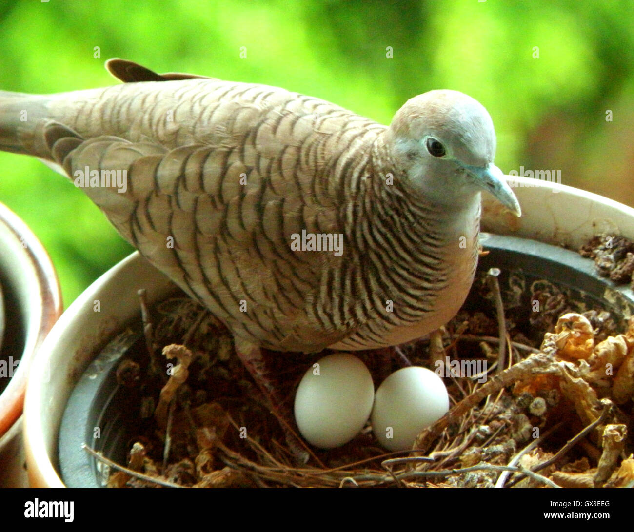 Zebra Dove and eggs (her future babies Stock Photo - Alamy