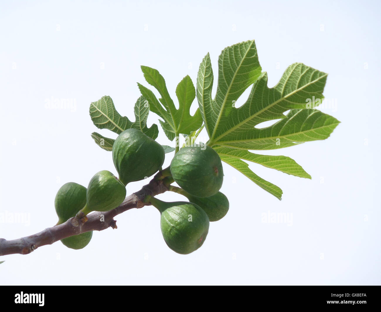 Young Fig On Fig Tree High Resolution Stock Photography and Images - Alamy