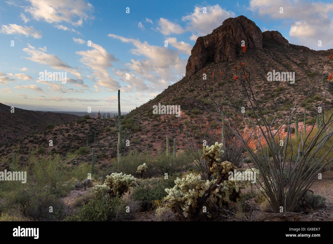 Saguaro cactus and ocotillo growing with other Sonoran Desert plants ...
