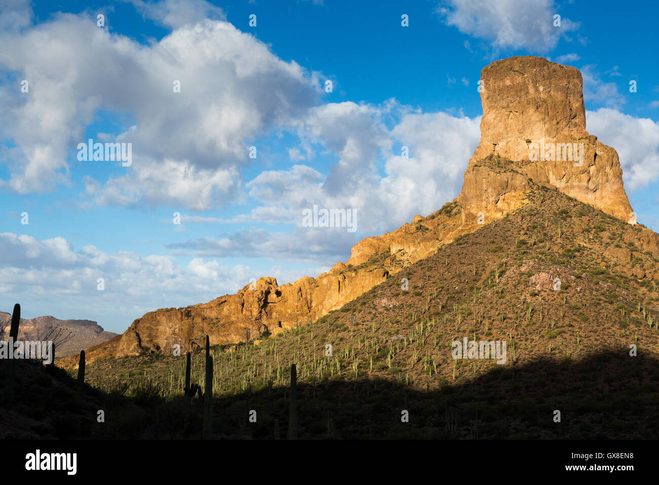 The unofficially named, Dale's Butte, rising above a forest of saguaro ...