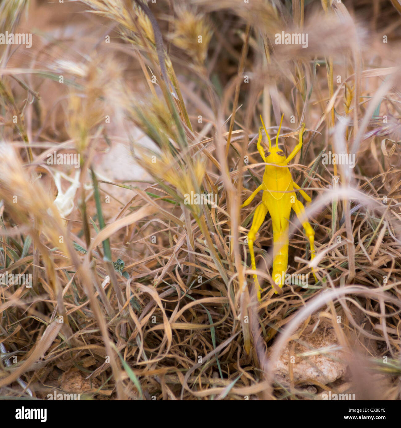 A juvenile vagrant grasshopper, aka gray bird grasshopper, in desert ...