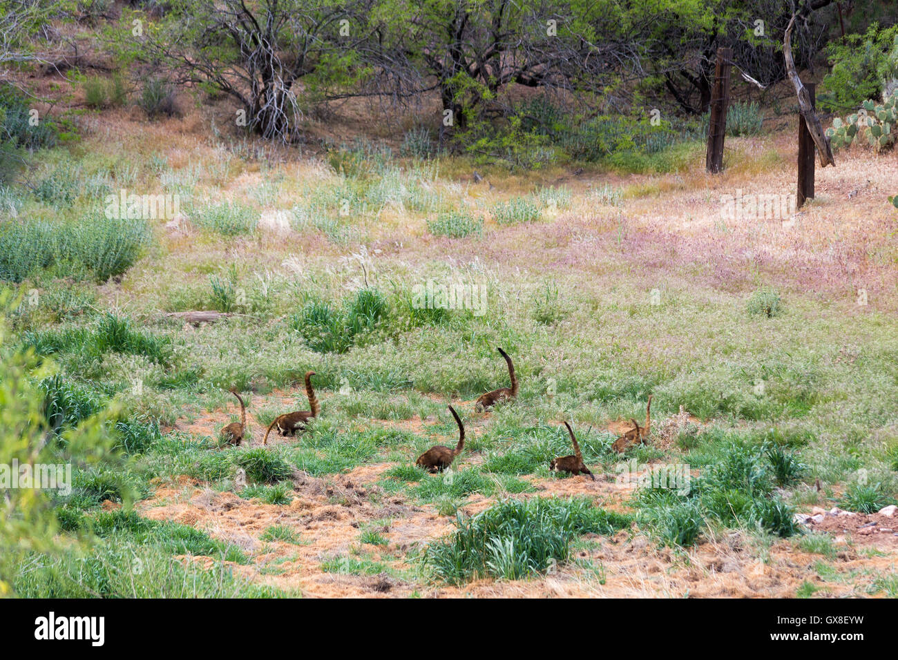 Band of coati hi-res stock photography and images - Alamy