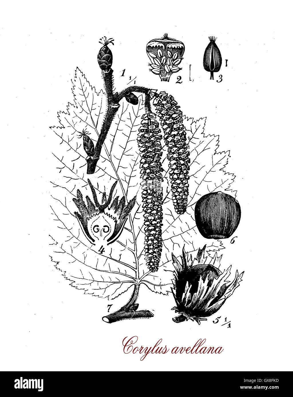 Orchard hazel nut hi-res stock photography and images - Alamy