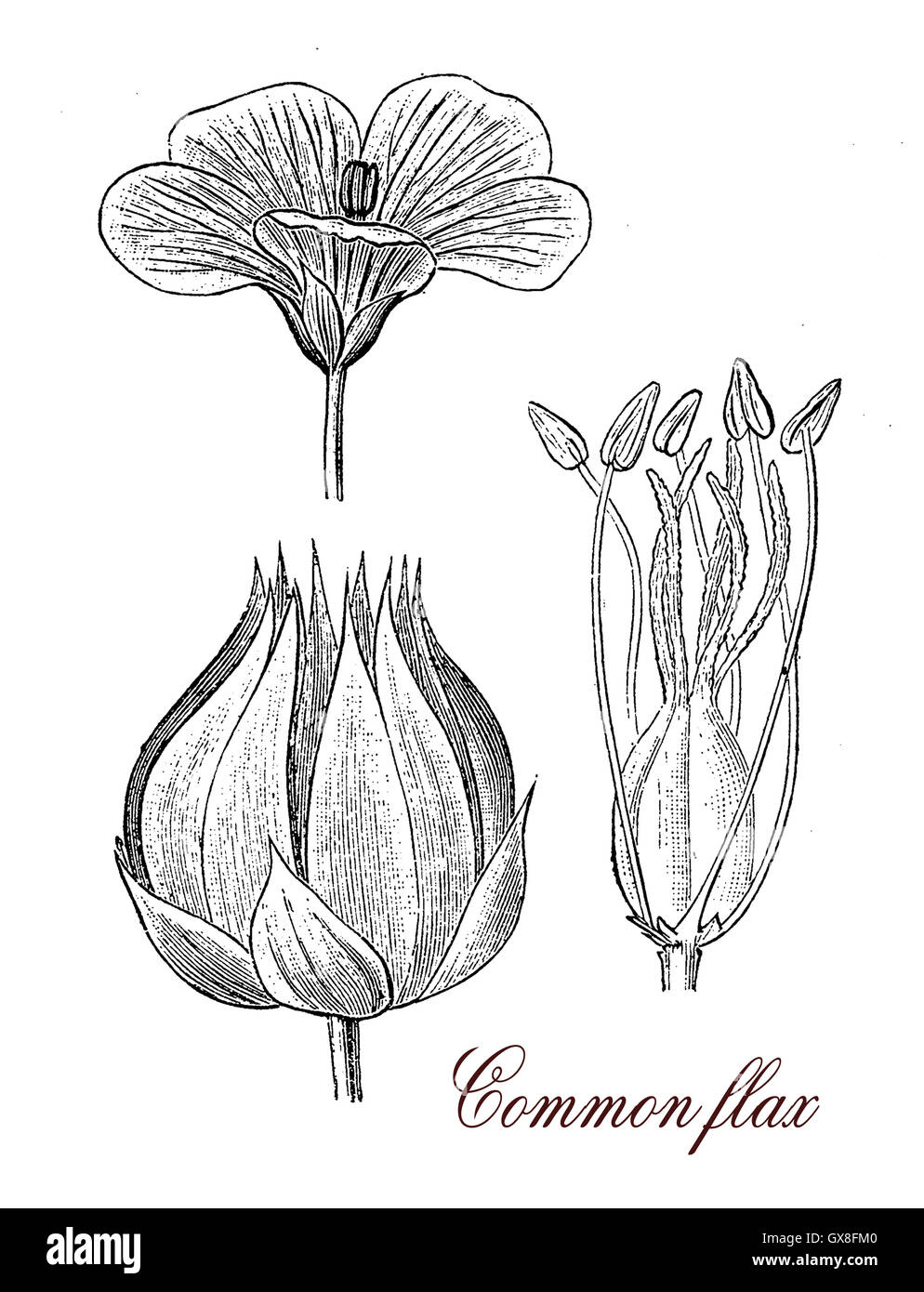 Common flax or linseed is a cultivated food and fiber crop with pale ...