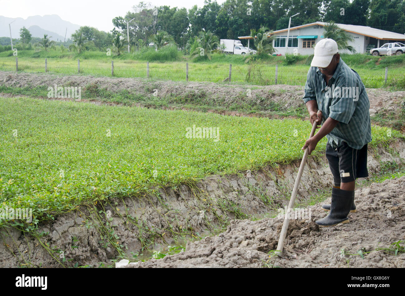 Old man digging soil at ground for planting tree and growing vegetable ...