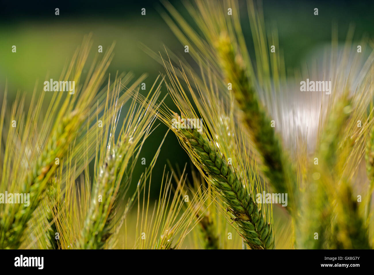 Barley plants hi-res stock photography and images - Alamy