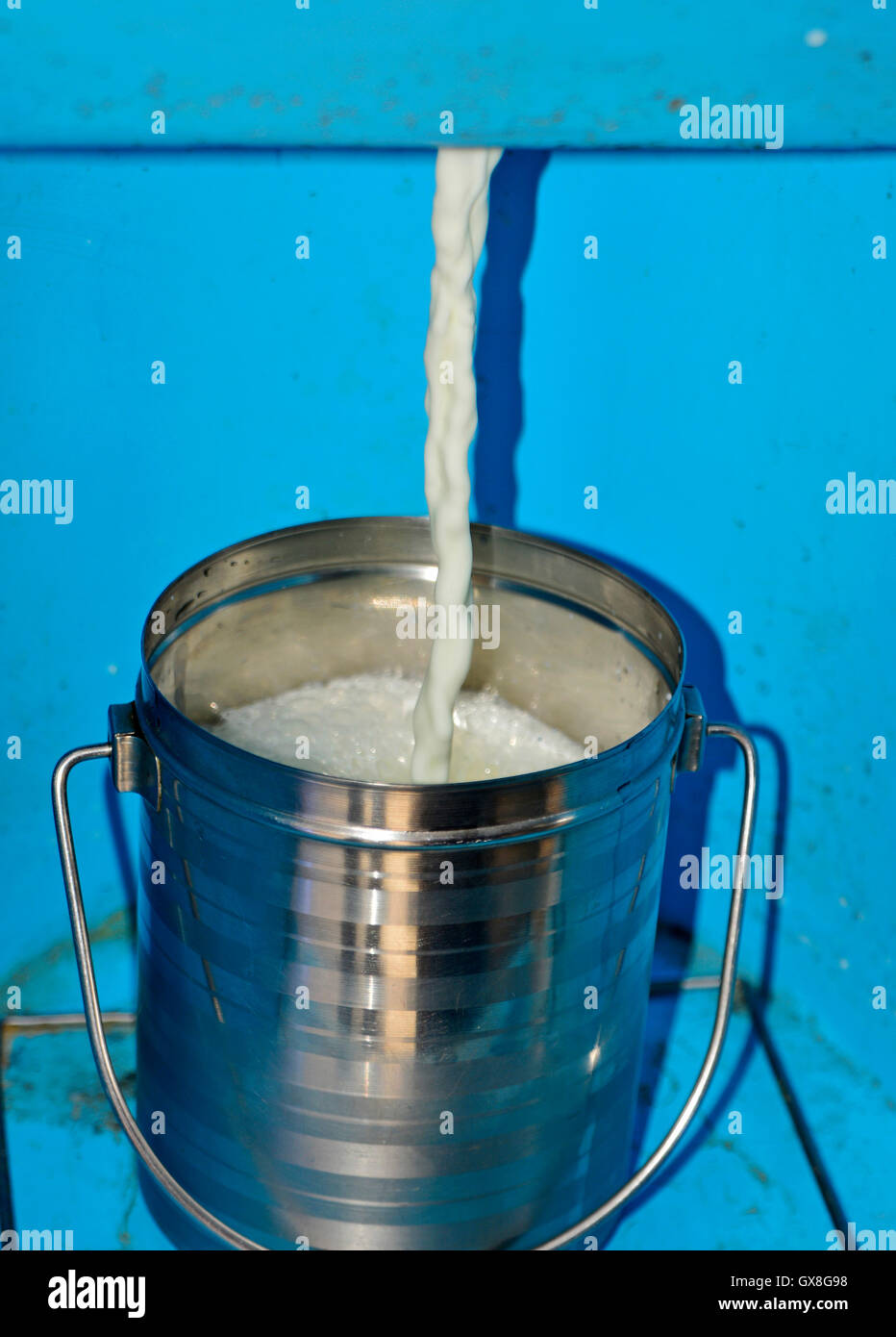Automated milk plant Pouring milk into the bucket Stock Photo - Alamy