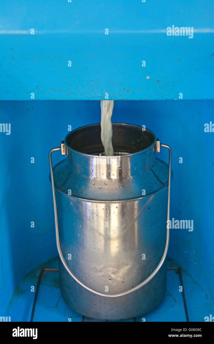 Automated milk plant Pouring milk into the bucket Stock Photo - Alamy