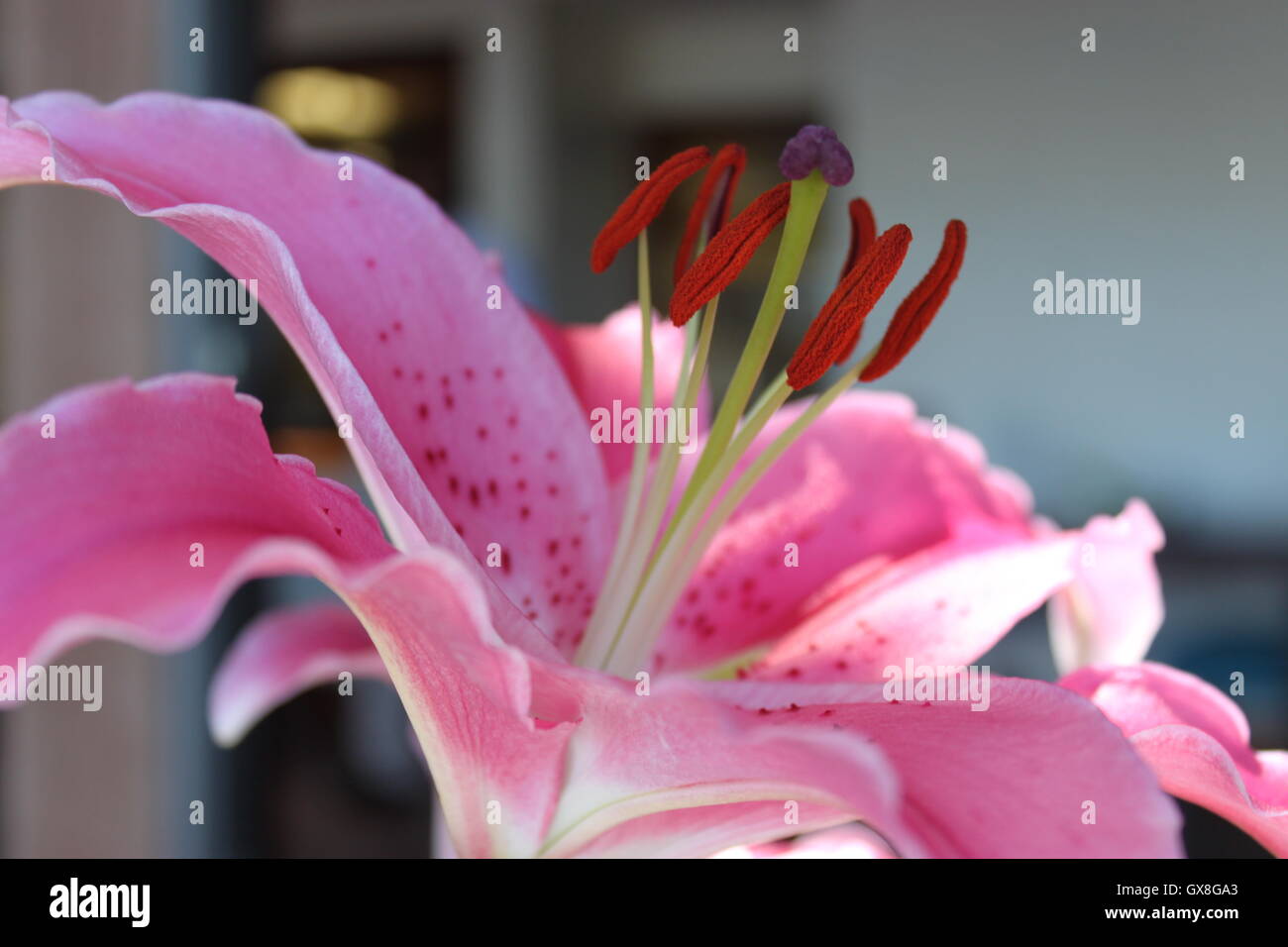 St joseph lily hi-res stock photography and images - Alamy