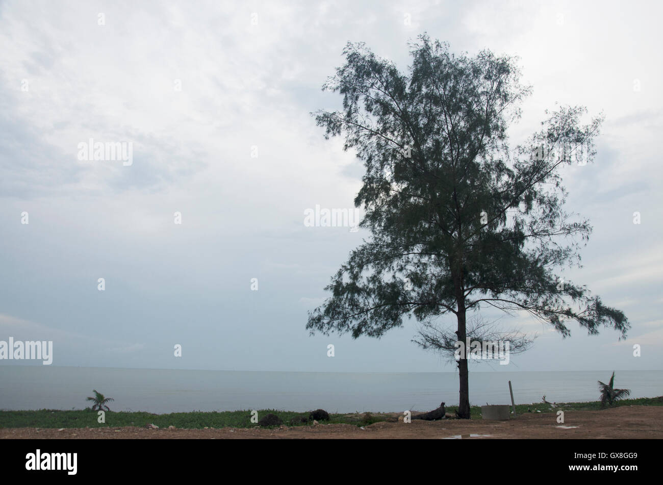 Tree stand alone on the Sakom Beach in morning and sunrise time in ...