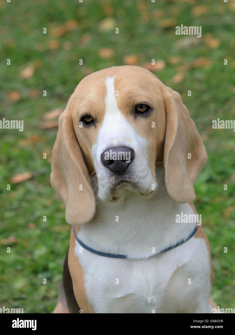 Sad beagle puppy hi-res stock photography and images - Alamy