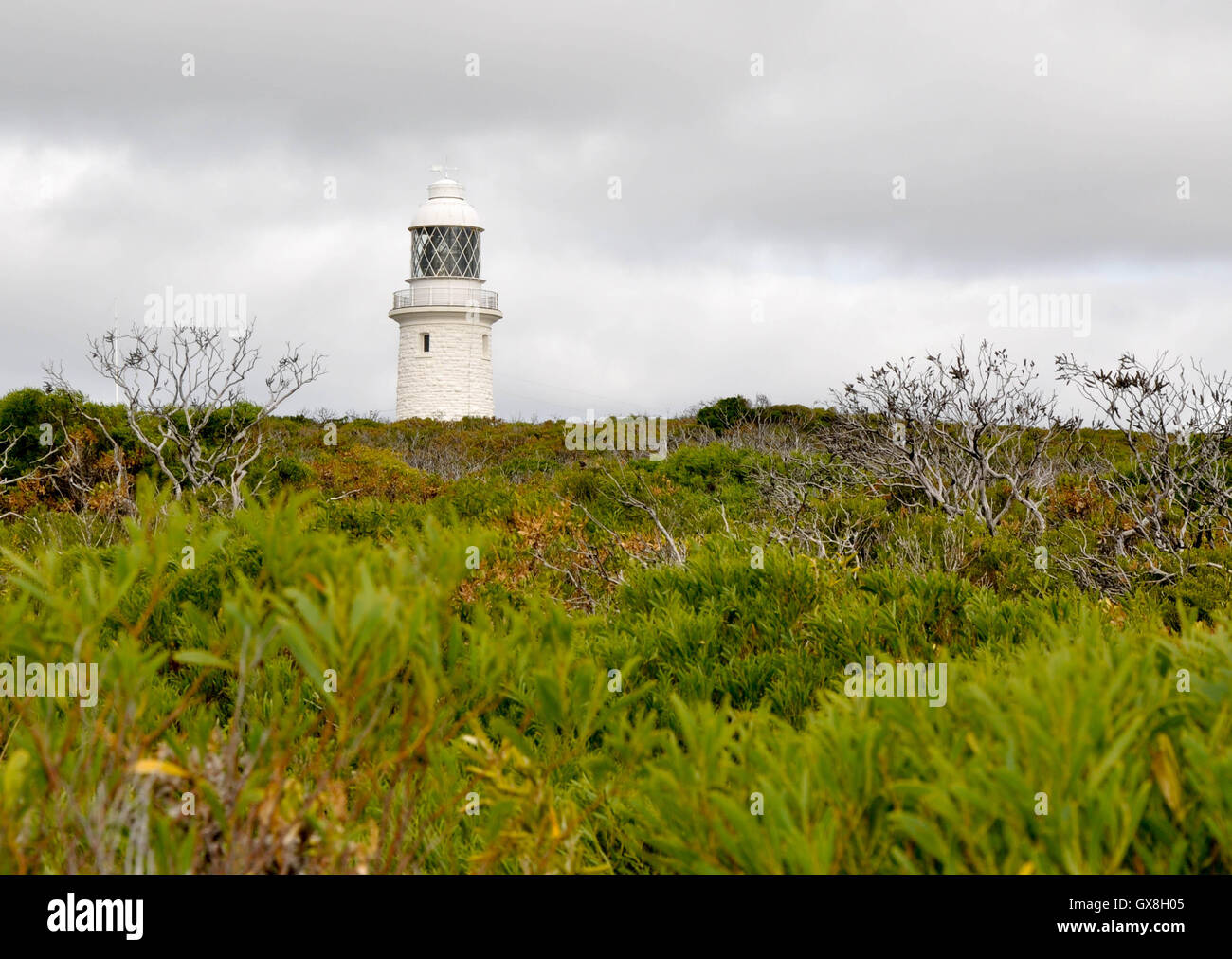 White limestone Cape Naturaliste lighthouse surrounded by lush bushland ...