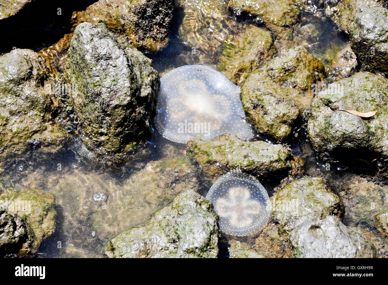River jellyfish with transparent body trapped in the rocky riverbank of ...