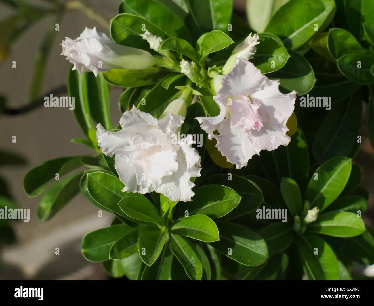 White desert rose or Adenium obesum Stock Photo - Alamy