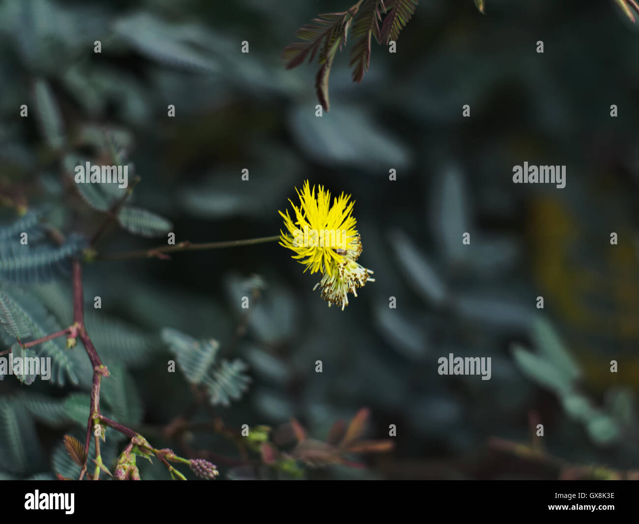 Neptunia hi-res stock photography and images - Alamy