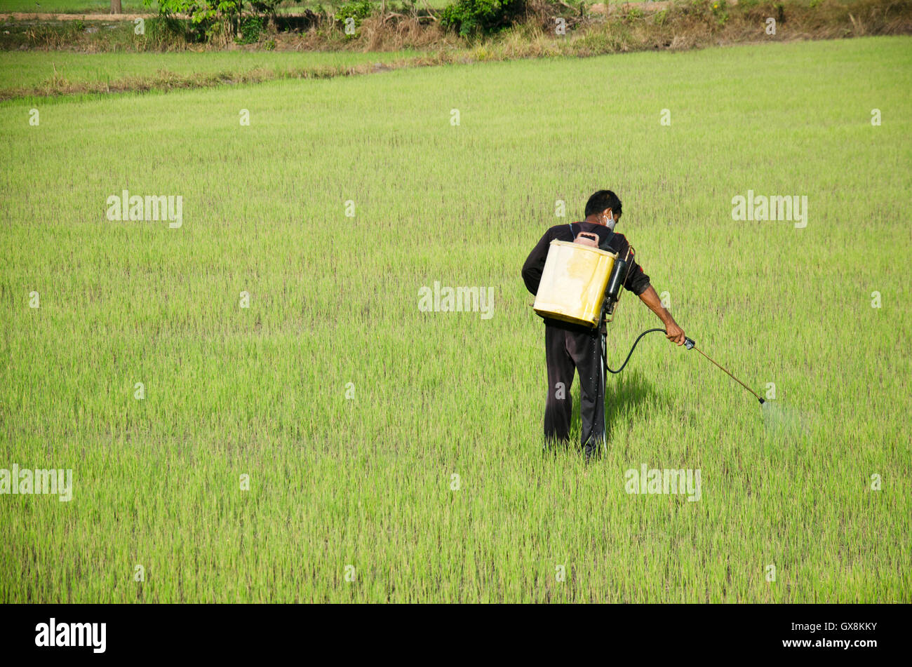Farmer spraying chemical for herbicide in paddy or rice field on July ...