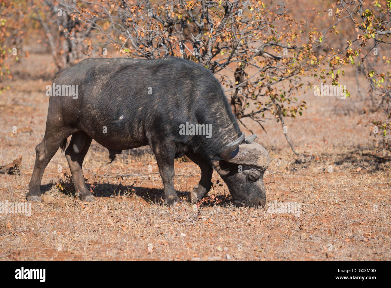 Dangerous bull hi-res stock photography and images - Alamy