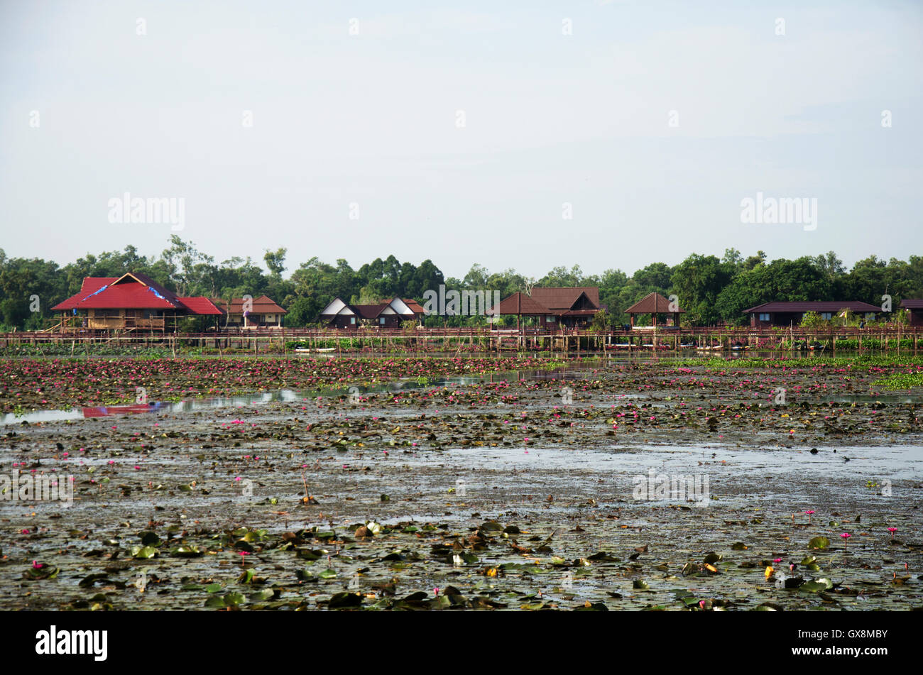 Thale Noi lake and Waterfowl Reserve Park in Phatthalung province of ...