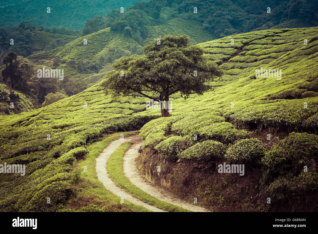 Sikkim tree hi-res stock photography and images - Alamy