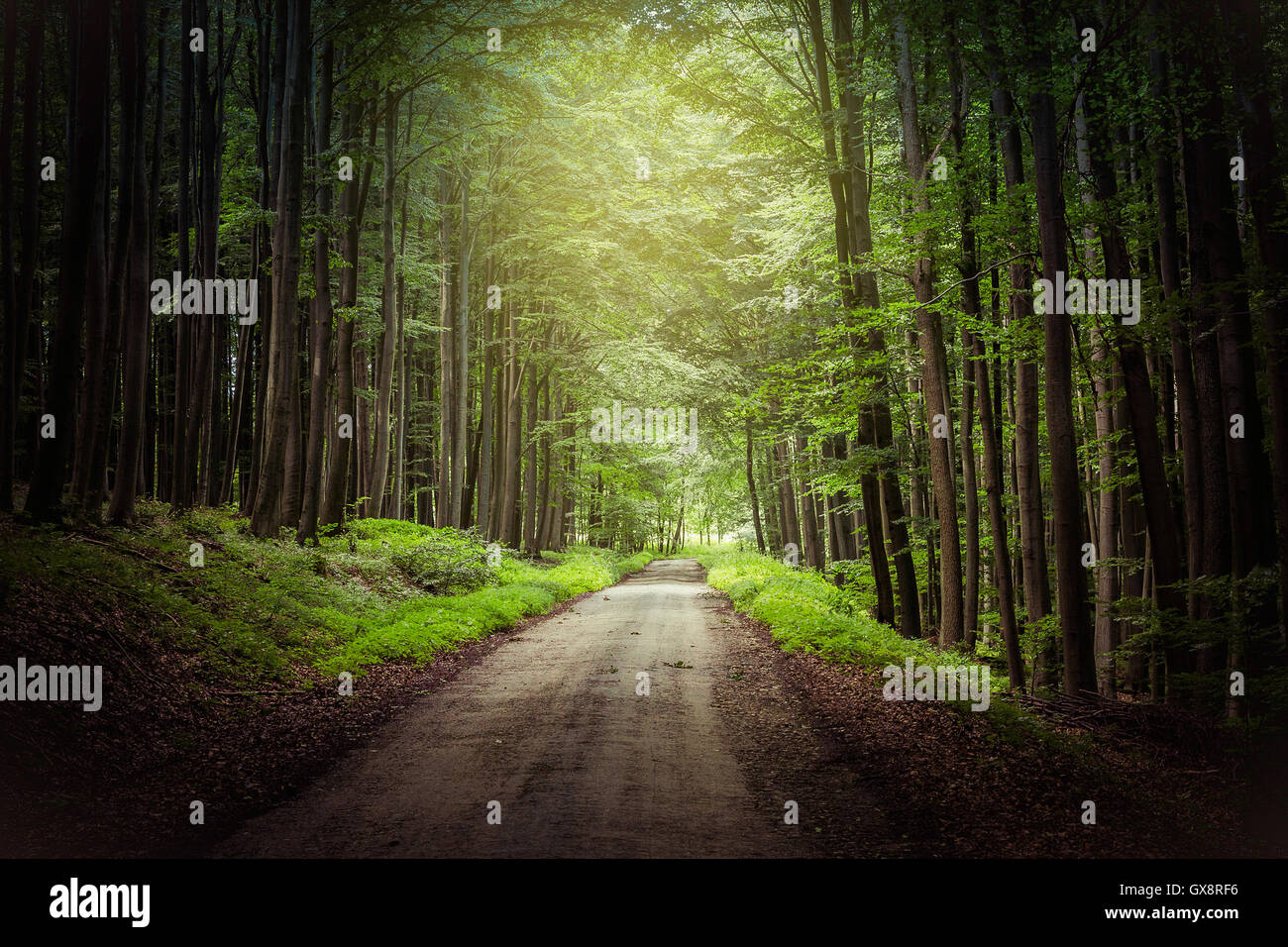 fantasy forest path Stock Photo - Alamy