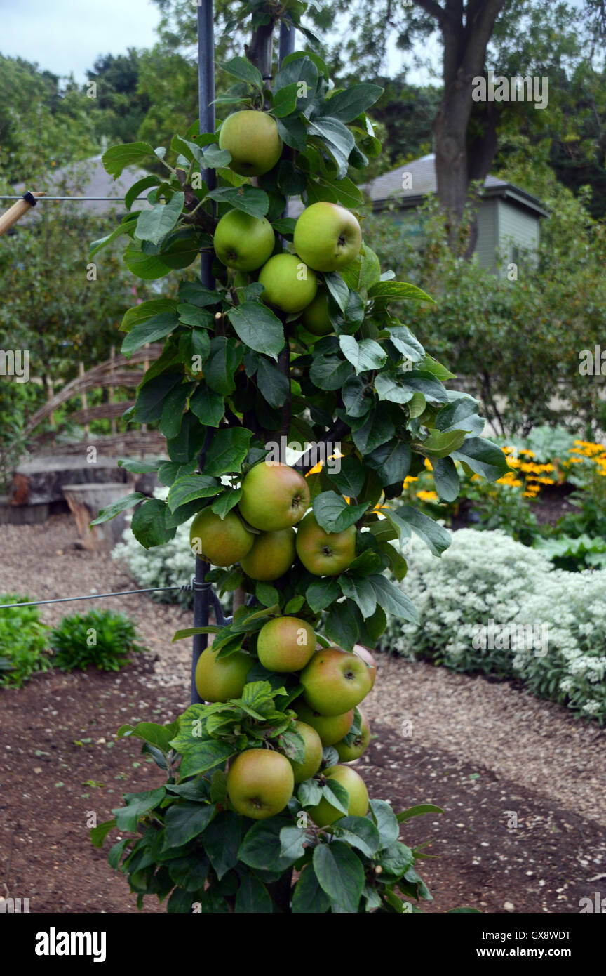 King of the pippins apples hi-res stock photography and images - Alamy