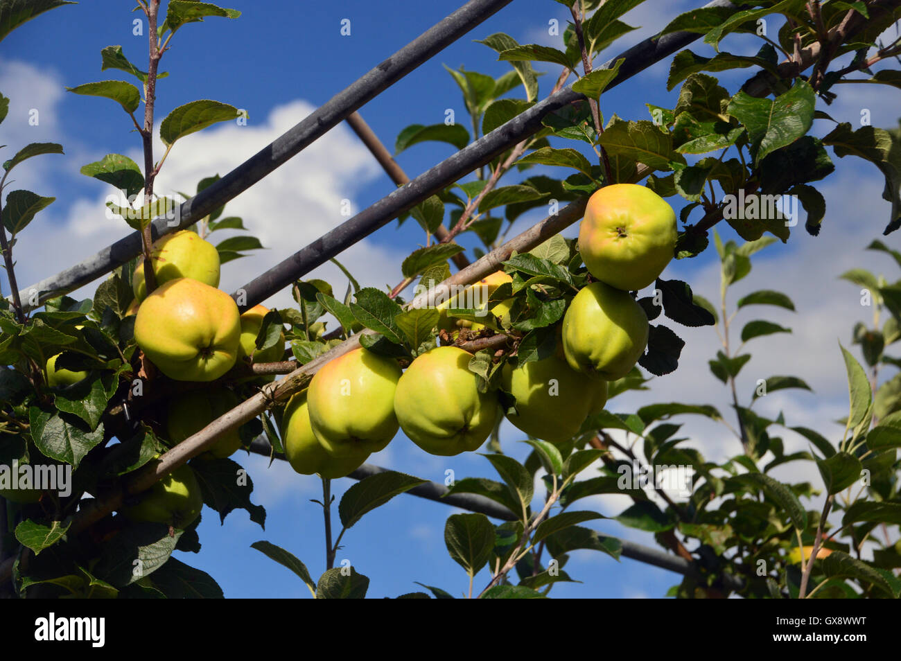 Keswick codin hi-res stock photography and images - Alamy