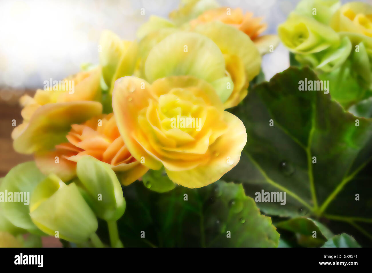 Begonia art background Stock Photo - Alamy