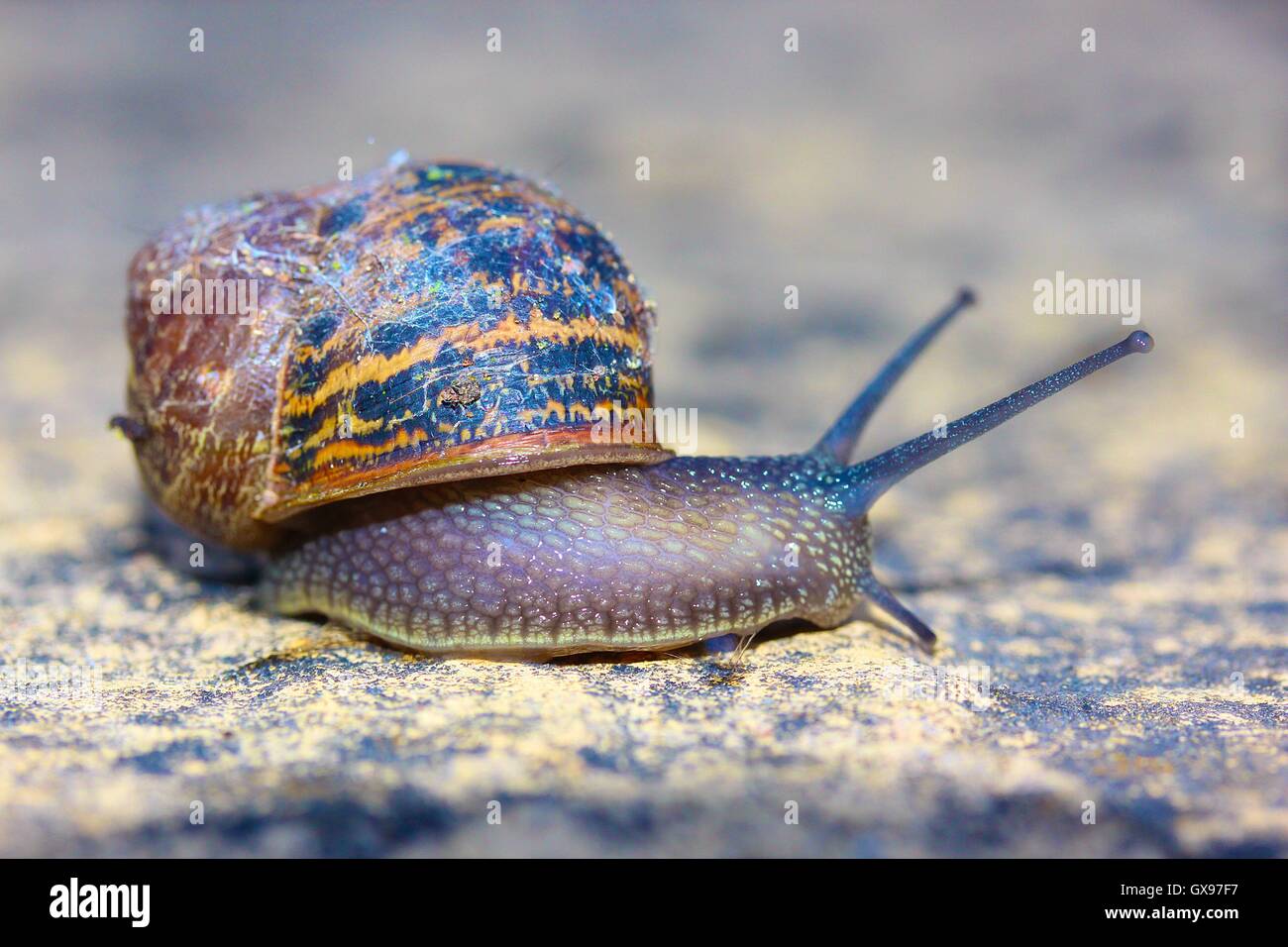Radula snail hi-res stock photography and images - Alamy