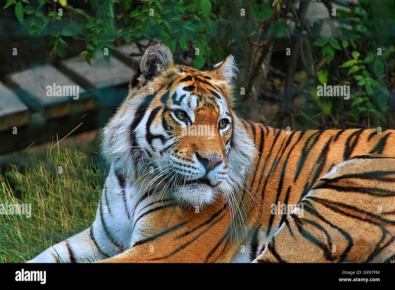Tiger At Colchester Zoo Stock Photo - Alamy