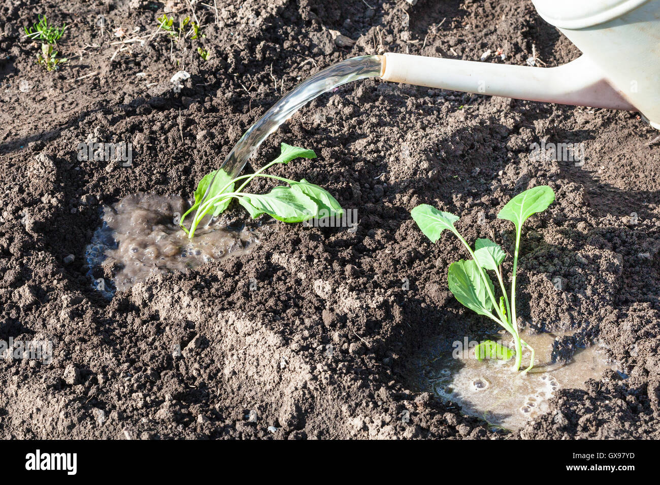 planting vegetables in garden - cabbage seedlings watered with water ...