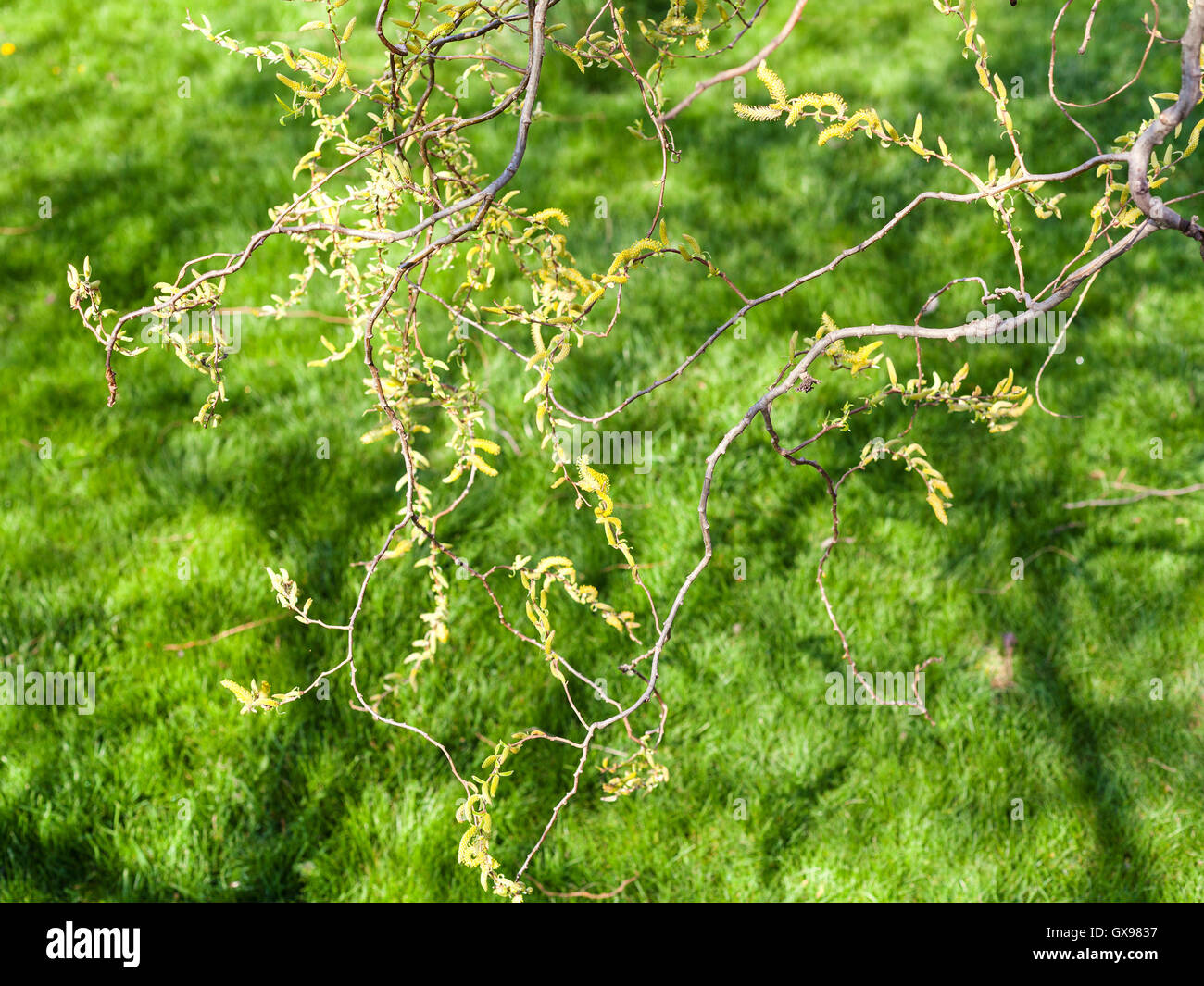 salix tree twigs with flowering yellow catkins (salix matsudana) and ...