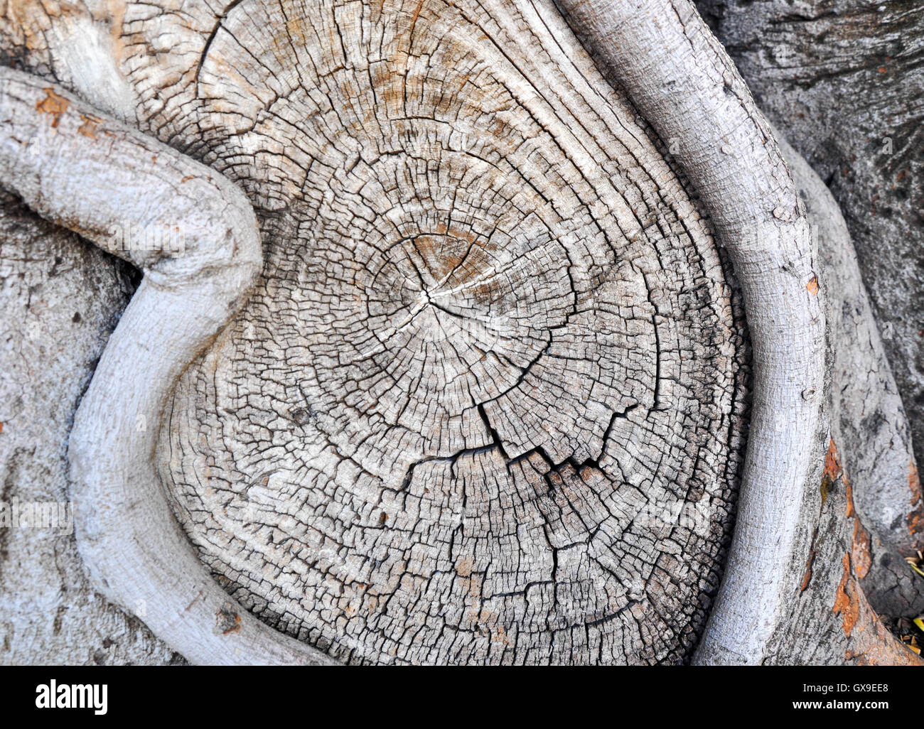 Closeup of large tree knot with rough surface texture in Western ...