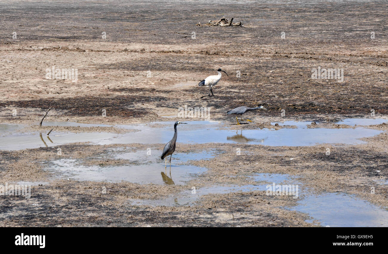 Wetland lake bed during a drought with two white-faced gray herons and ...
