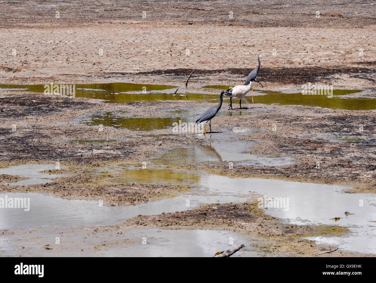 Wetland lake bed during a drought with two white-faced gray herons and ...