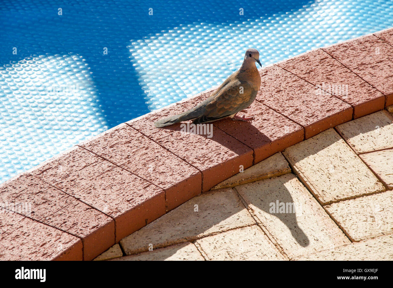 Lone dove standing on bricks at a pool edge with blue bubble pool cover ...