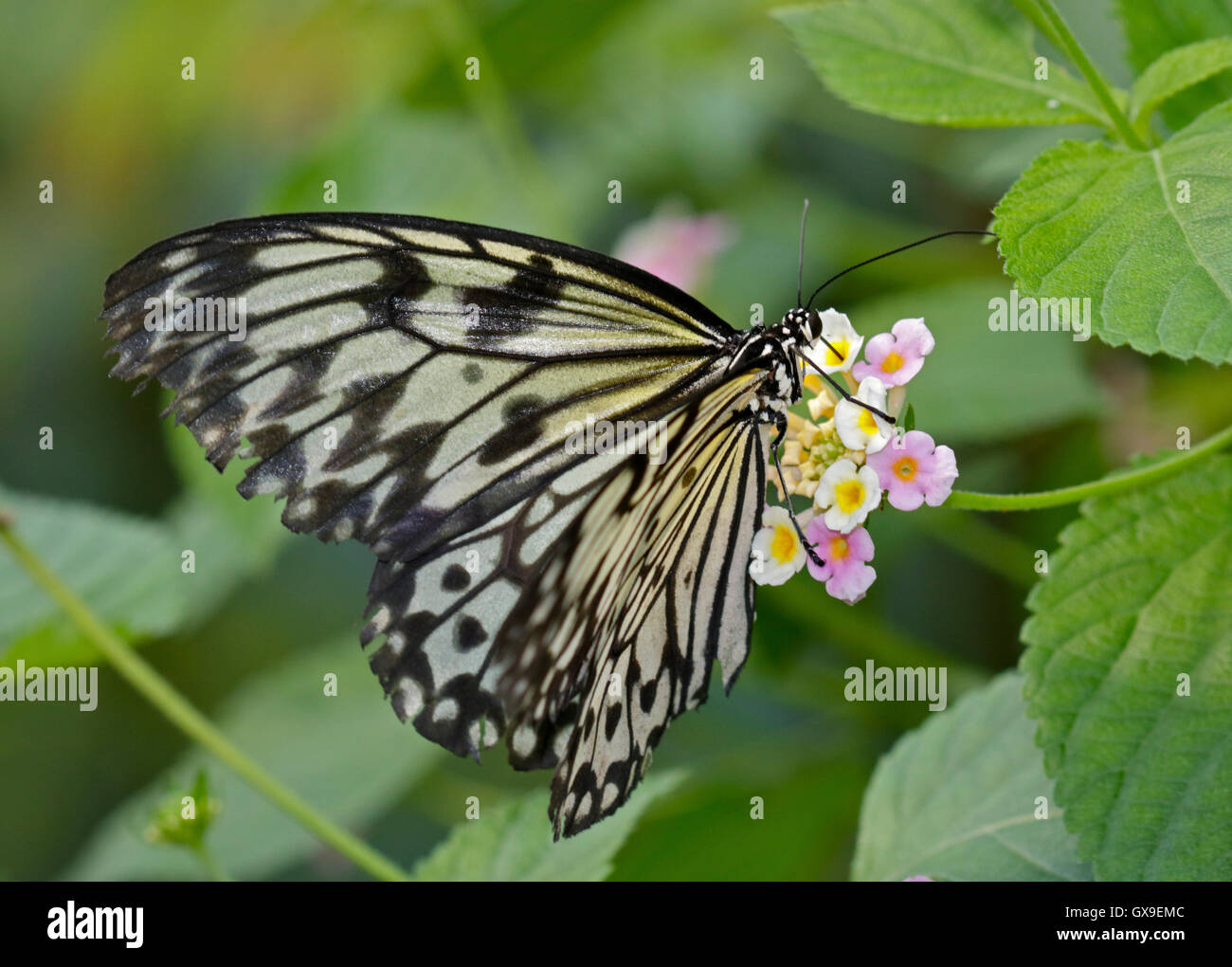 Tree nymph on flower hi-res stock photography and images - Alamy