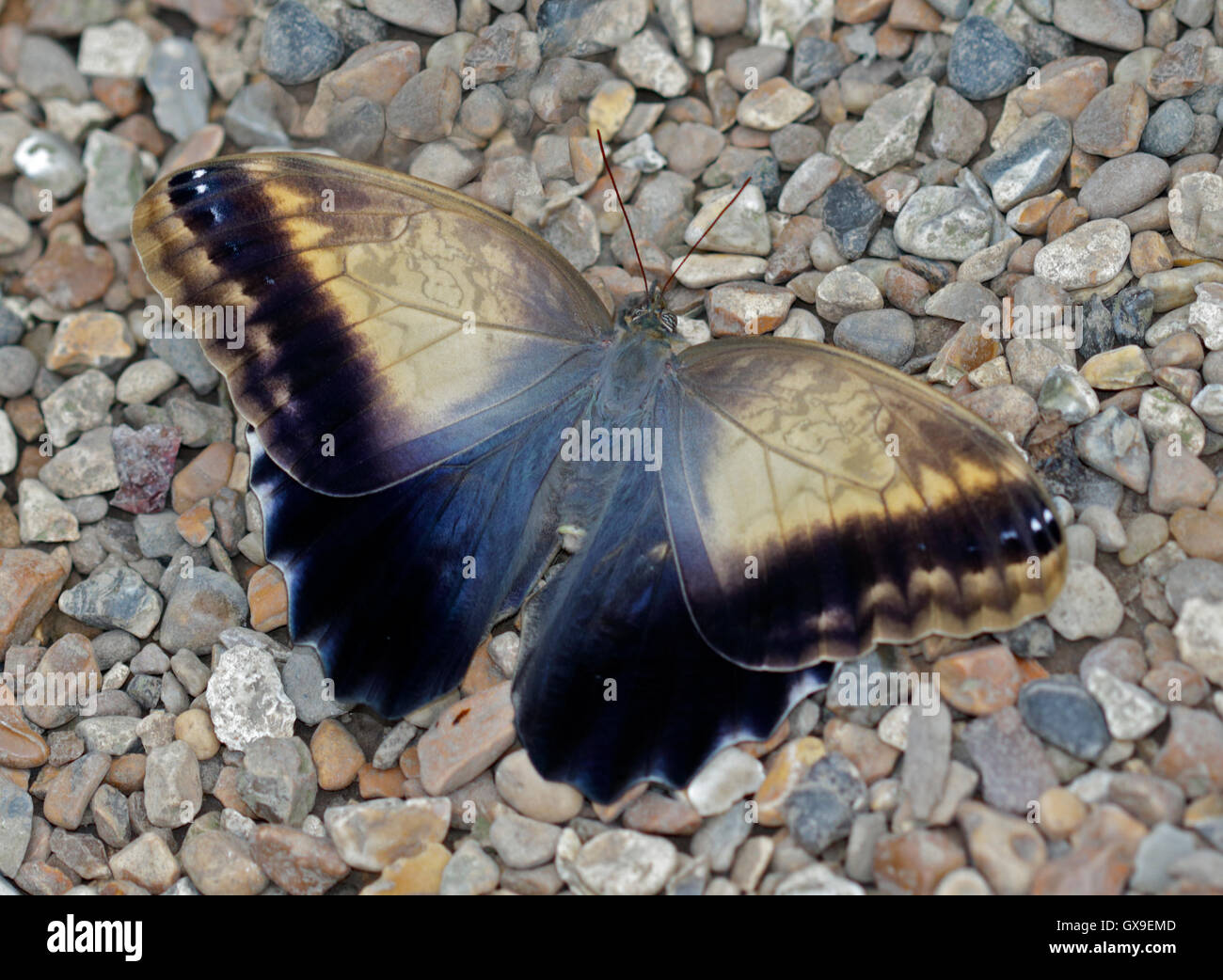 Owl Butterfly (caligo species Stock Photo - Alamy