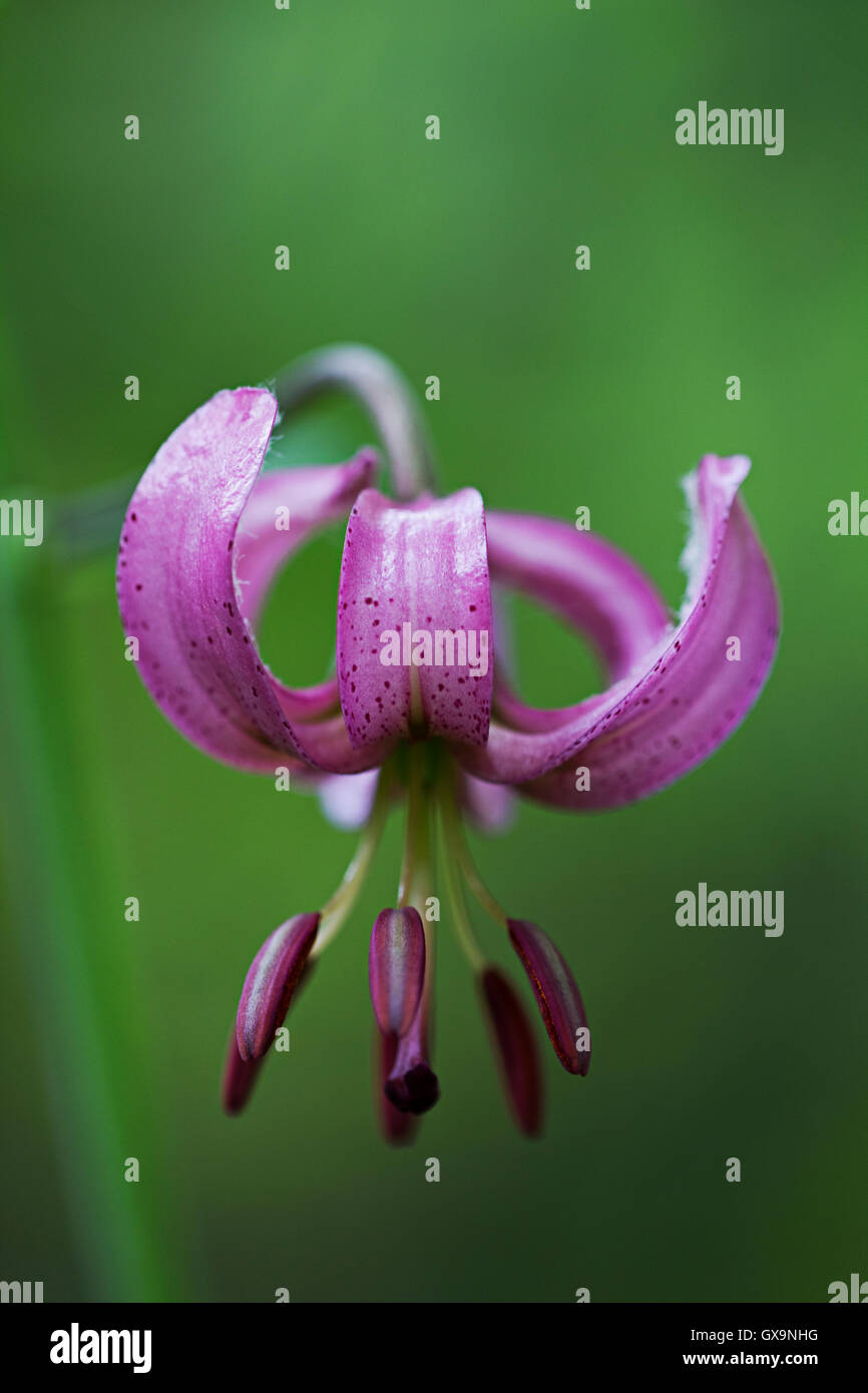 Macro image of a single Martagon Lily flower (Lilium martagon) in the ...