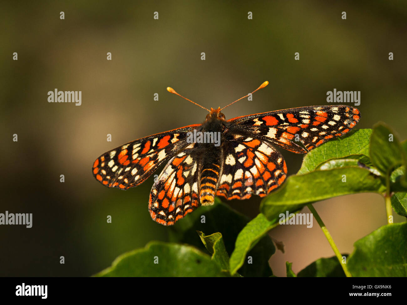 Variable Checkerspot butterfly (Euphydryas chalcedona), basking in ...
