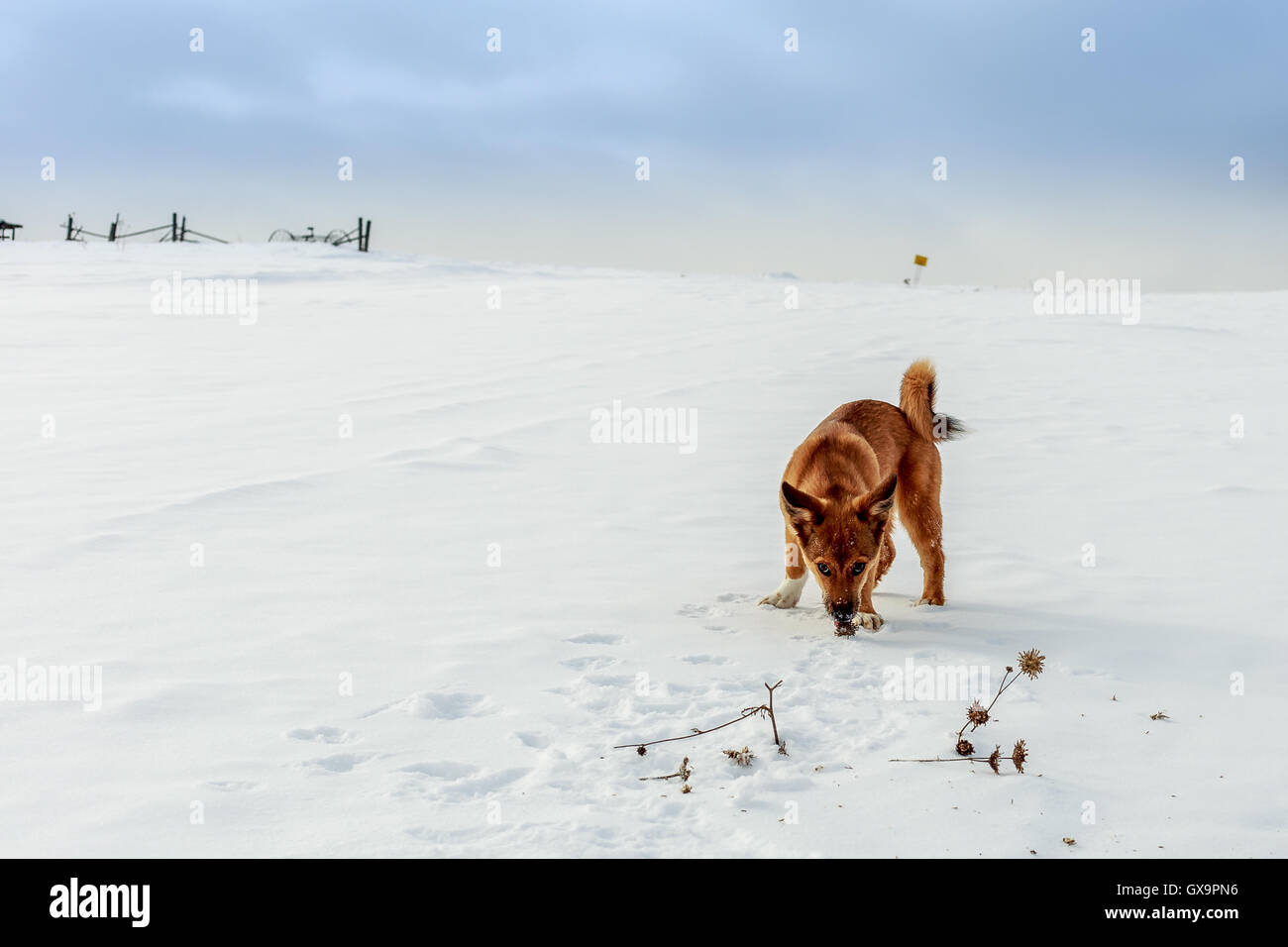 Little red dog is digging in the snow Stock Photo - Alamy